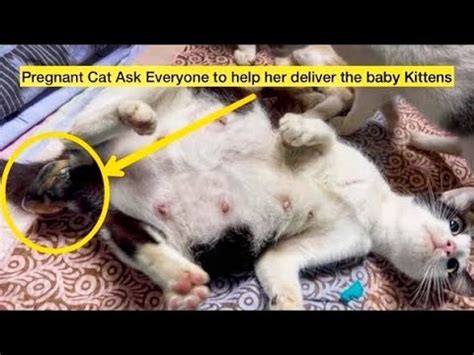 World Of Cat Lovers Mother Cat Giving Birth To Kittens Cat Kitten Catvideos Catgivingbirth
