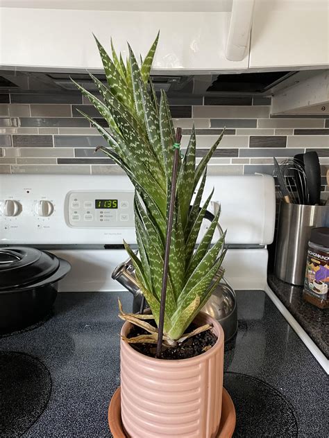 Help With Tall Boi Rhouseplants Help With Tall Boi Rhouseplants