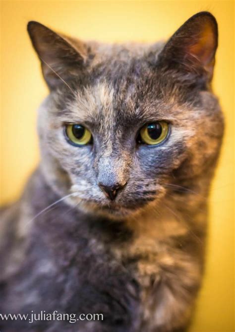 Meet Samantha A Beautiful Dilute Tortoiseshell Cat Dilute