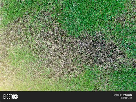 Imagen Y Foto Grass Texture Prueba Gratis Bigstock