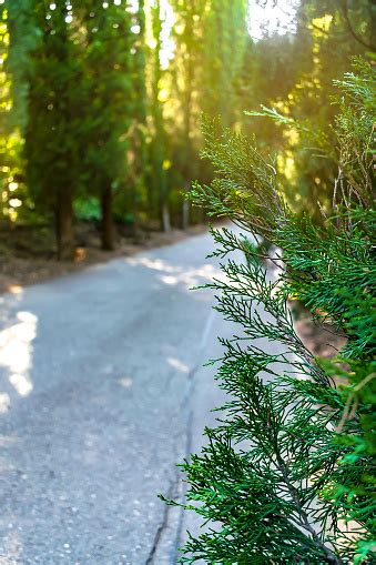 숲을 비추는 햇살과 푸른 소나무 노송 나무 Thuja 나무를 비추는 햇빛 공원의 열린 도로 자연 여름 풍경 0명에 대한 스톡