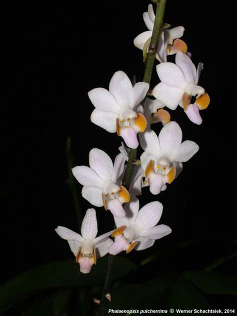 Phalaenopsis pulcherrima