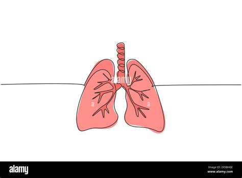 One Continuous Line Drawing Of Anatomical Human Lungs Organ Dynamic