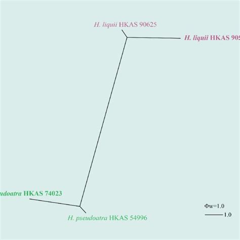 The Results Of The Pairwise Homoplasy Index Phi Test For Closely Download Scientific Diagram