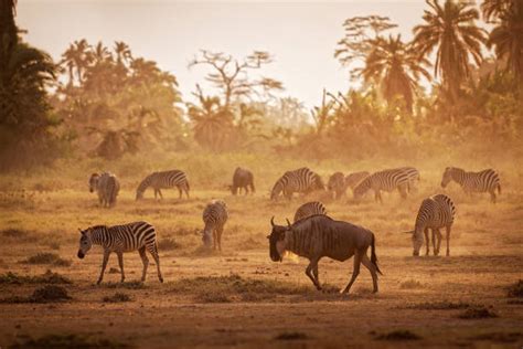 3800 Gnu Azul Fotos De Stock Imagens E Fotos Royalty Free Istock