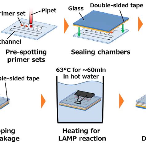Operating Procedure For The Multiplex Loop Mediated Isothermal Download Scientific Diagram