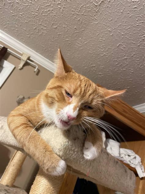 Tayto May Have Had Too Much Catnip Last Night R Oneorangebraincell