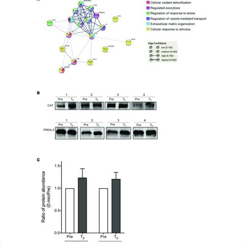 Proteomics Analysis Of Ev Proteins A Proteomics Analysis Was