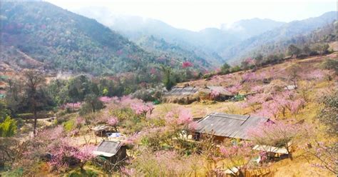 木江界龙供桃花绚烂绽放 Vietnam Vietnamplus
