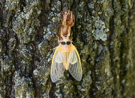 Download Cicada Emerging From Exoskeleton Wallpaper