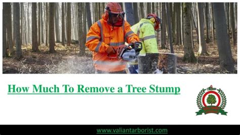 Ppt 2 Reasons Why Tree Surgeons Tell To Remove A Rotting Tree Stump
