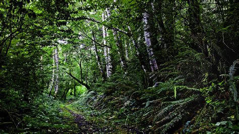 Обои пейзаж лес Mill Creek State Park 1366x768 от Photomonstr