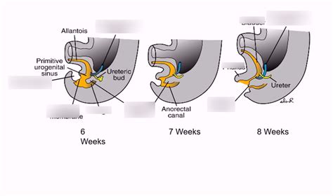 Bladder Development Diagram Quizlet