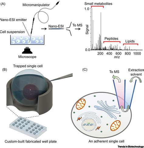Single Cell Mass Spectrometry Trends In Biotechnology
