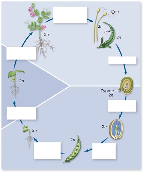 Exam 2 Review Diagram Quizlet