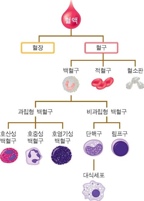 상동 퍼스널트레이닝 백혈구의 종류와 기능 네이버 블로그