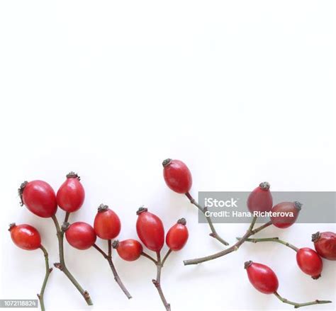 로즈 힙 열매는 흰색 배경에 고립입니다 평평 하다 패턴입니다 최고의 볼 수 있습니다 배경 주제에 대한 스톡 사진 및 기타 이미지