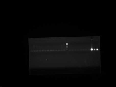 1056 Questions With Answers In Rna Isolation Scientific Method