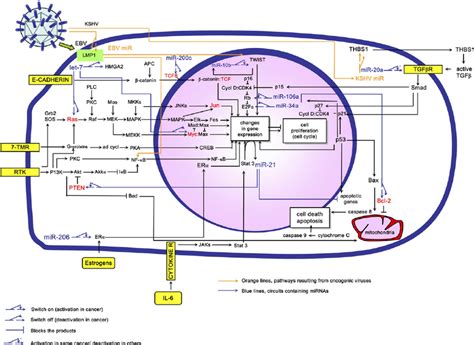 The ‘‘expanded Integrated Circuit Of The Cancer Cell Cell Signaling