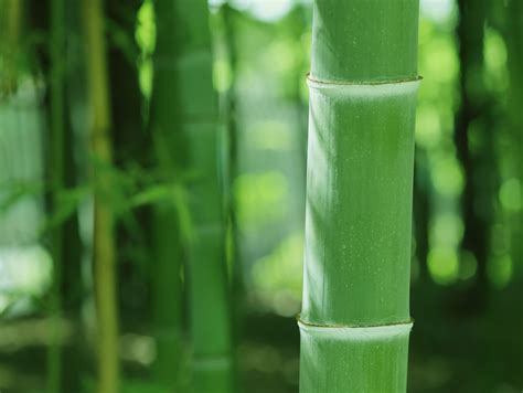 二十四節気の第5節目「清明」の日 懐石料理 青山
