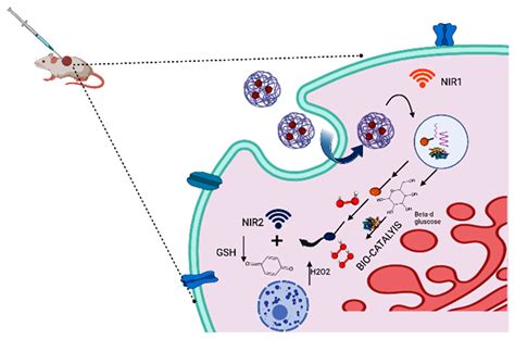 Role And Application Of Biocatalysts In Cancer Drug Discovery