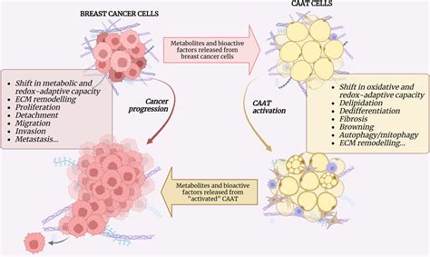 Redox And Metabolic Reprogramming In Breast Cancer And Cancer‐associated Adipose Tissue Zakic