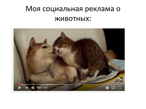 Мы в ответе за тех, кого приручили - презентация онлайн