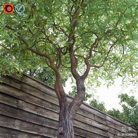 乔木3d模型下载【id1170365671】知末3d模型网