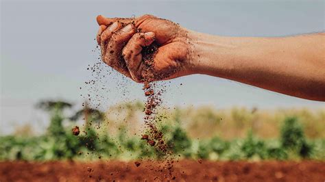 Fertilidade Do Solo Variáveis Mais Importantes Para Um Solo Fértil