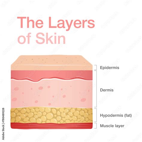 Epidermis Humana New Insights Into Skin Cells Could Explain Why Our
