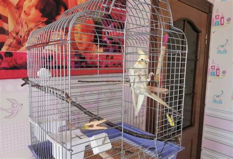Cockatiel Vs Parakeet Who More Affectionate Cockatiel Review