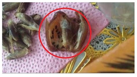 Hati Hati Jangan Sampai Termakan Sekali Kutu Kurma Yang Ramai Tidak