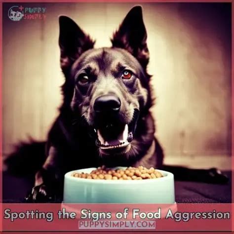 Stop Food Aggression In Dogs 7 Tips And Prevention