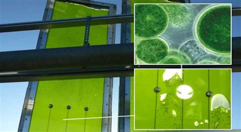 Algae Filled Facade Panels Amazing And Wonderful