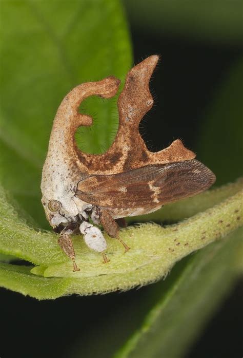 Peculiar Treehopper Notocera Sp Artofit