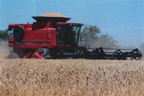 Hybrid Wheat Encounters A Setback Montana Flour And Grains