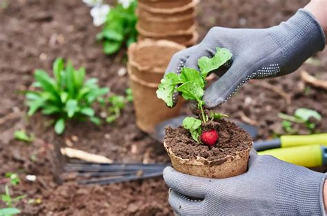 Compost et terreau pour potager utilités avantages et normes