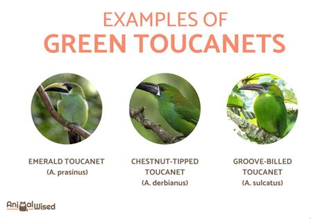 Types Of Toucans Different Toucan Species With Photos