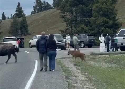 Tourists In Yellowstone Risk Safety By Blocking Bison Calfs Path