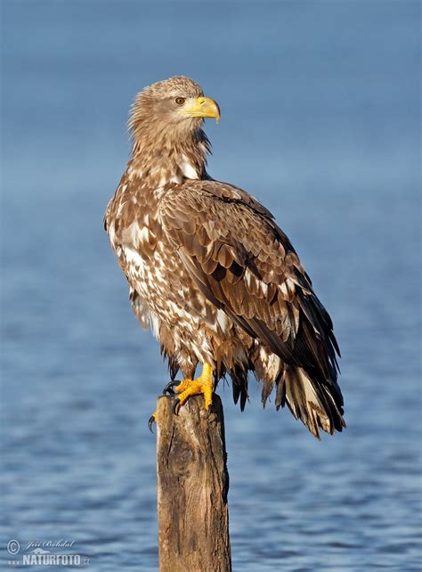 White Tailed Eagle Photos White Tailed Eagle Images Nature Wildlife