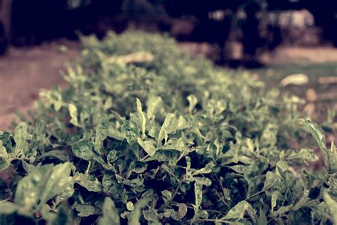Free Images Tree Nature Grass Sunlight Leaf Flower Green