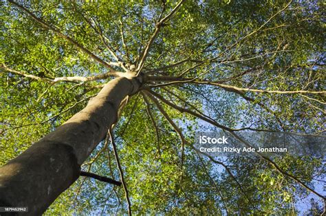 푸른 하늘과 구름 배경에 나무입니다 빈 빈 복사 텍스트 공간이 있는 낮은 각도 보기입니다 국제 산림의 날 녹색 지구의 날 생태에 대한 개념 0명에 대한 스톡 사진 및 기타