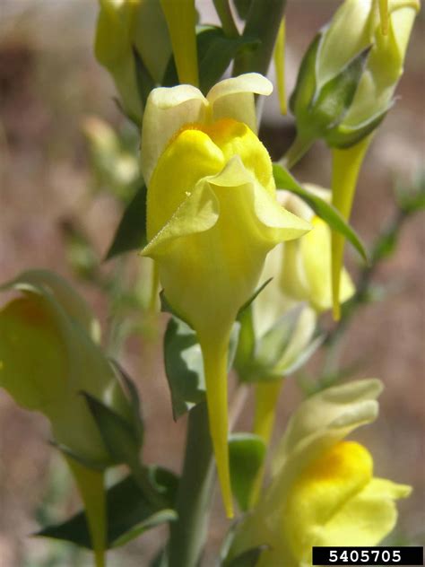 Linaria Dalmatica L Mill Idseed