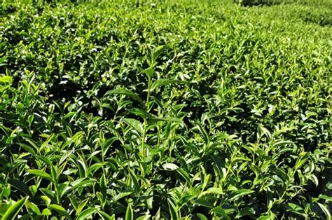 龍鳳峽高冷茶 150克 2024年冬茶 廖長興茶業