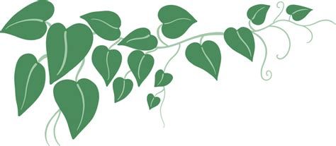 Ivy Outline Pngs For Free Download