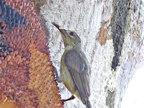 Ruby Cheeked Sunbird Chalcoparia Singalensis