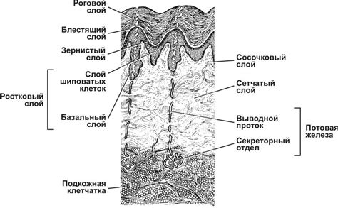 Строение кожи Эпидермис