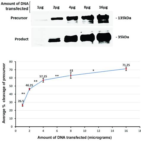 Effect Of Substrate Concentration On Cleavage Efficiency Top Download Scientific Diagram