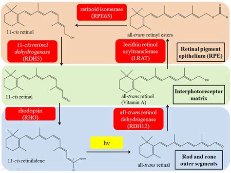 Difference Between Retinol And Retin A Difference Between