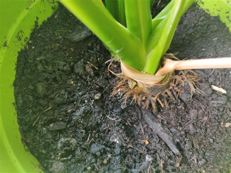 My Mom Gave Me This Guy Is This Something To Worry About R Plantclinic